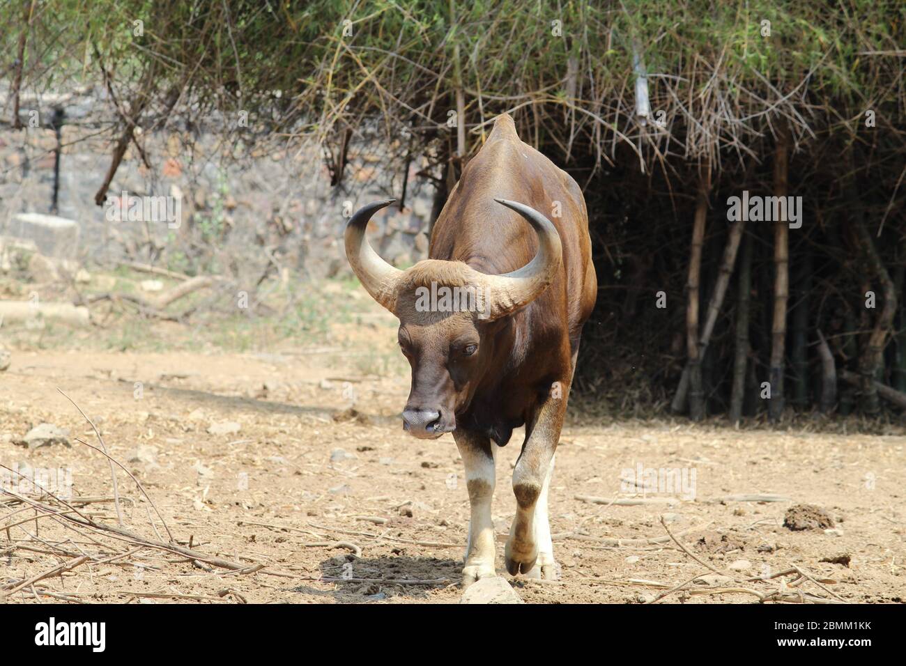 Indian snaps hi-res stock photography and images - Alamy
