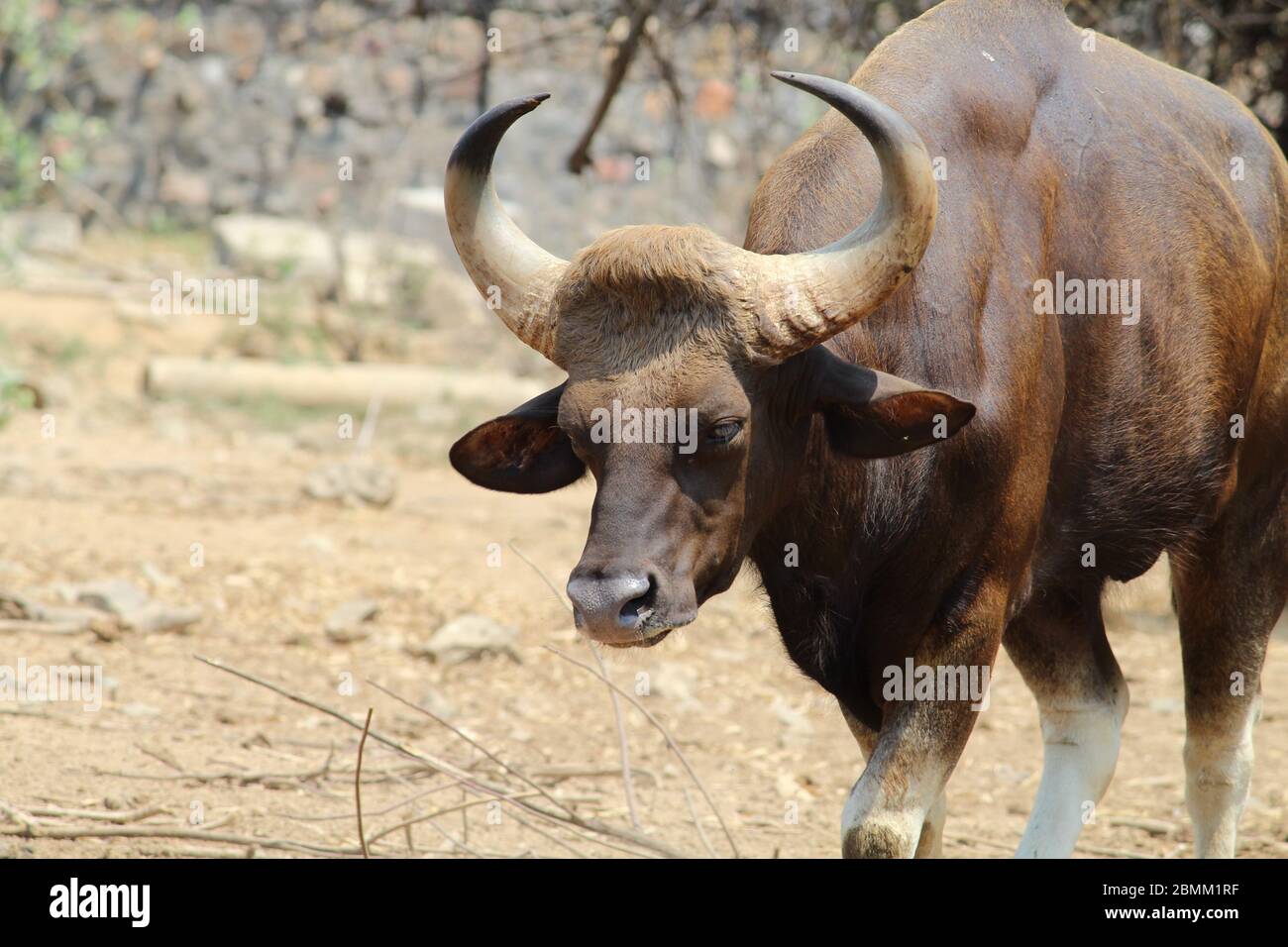Indian snaps hi-res stock photography and images - Alamy