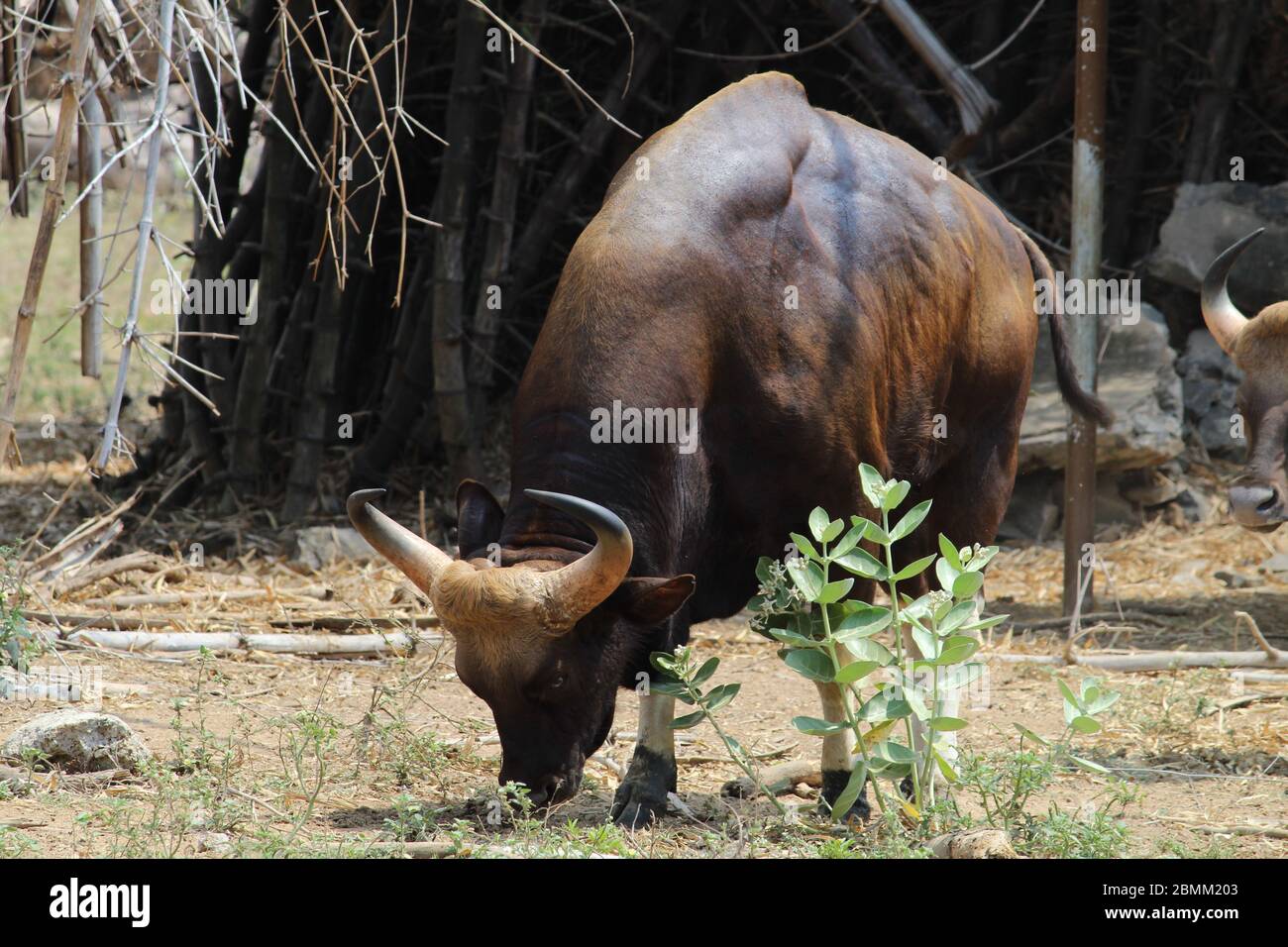 Indian snaps hi-res stock photography and images - Alamy