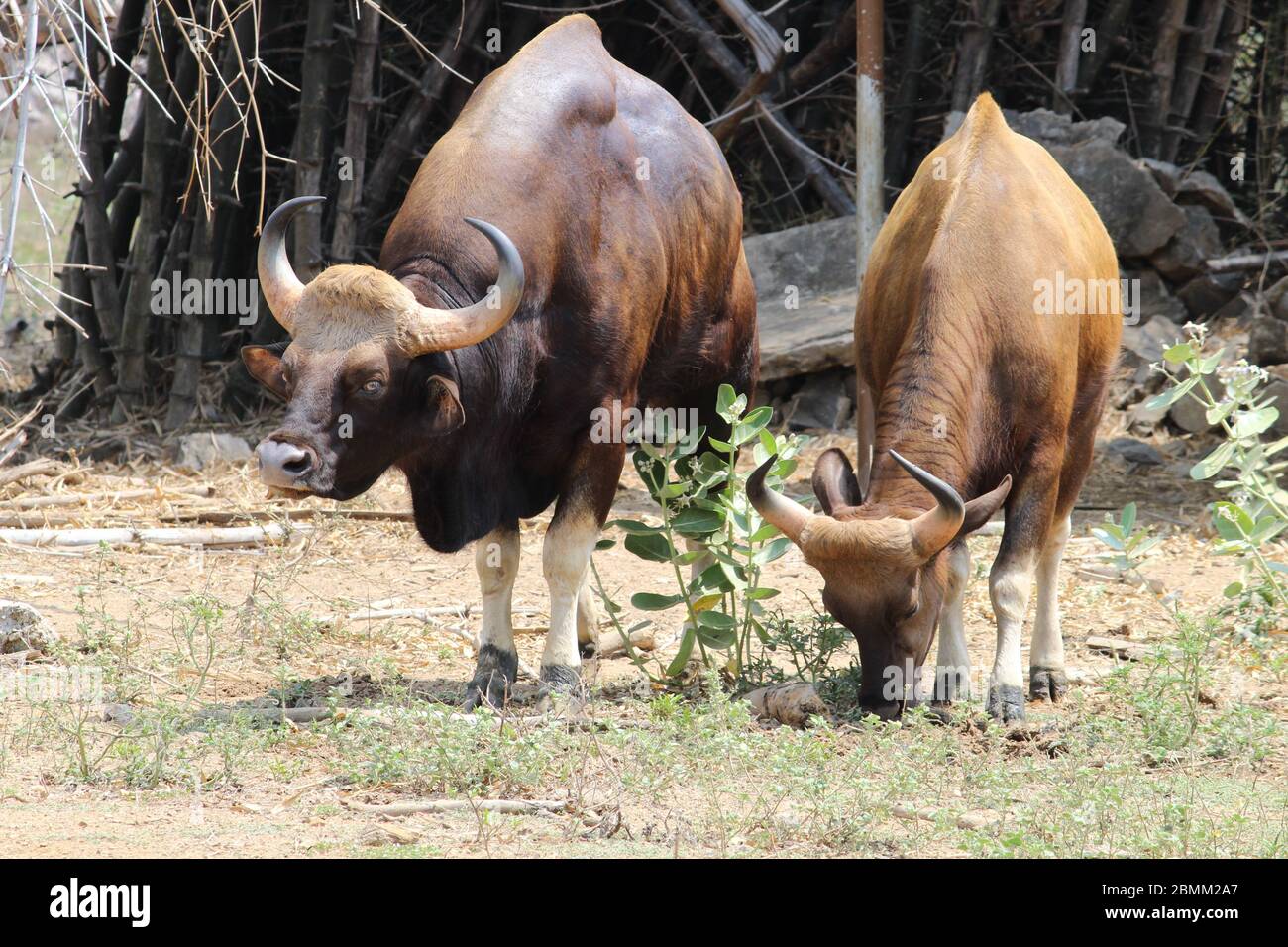 Indian bull hi-res stock photography and images - Alamy