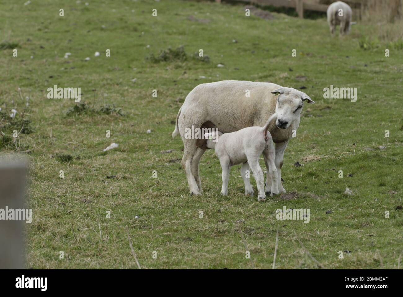 Sheep with new born lamb Stock Photo - Alamy