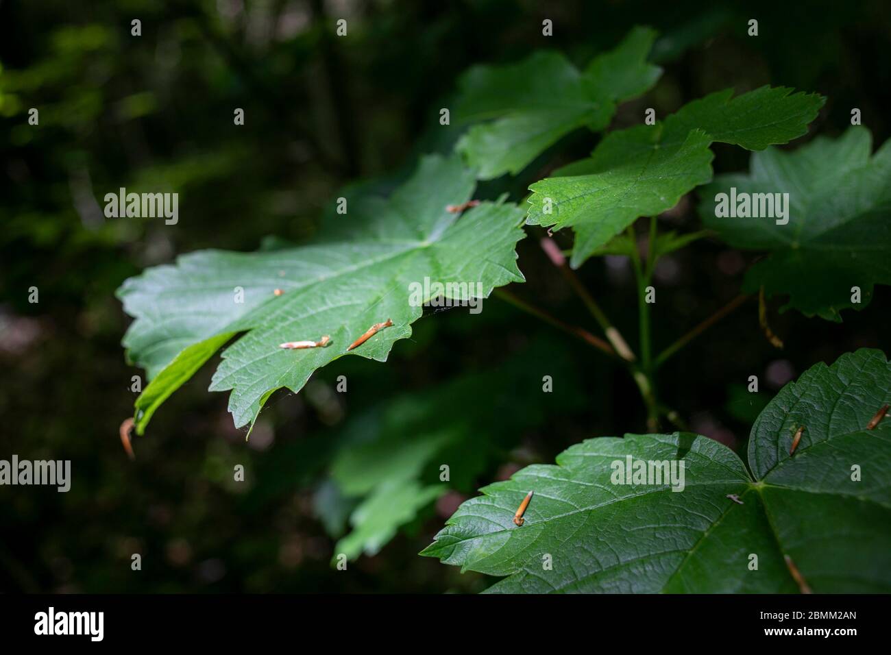 British sunny field hi-res stock photography and images - Alamy
