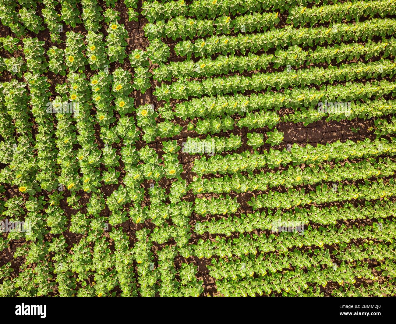 Field of sunflowers. Aerial view of agricultural fields flowering ...