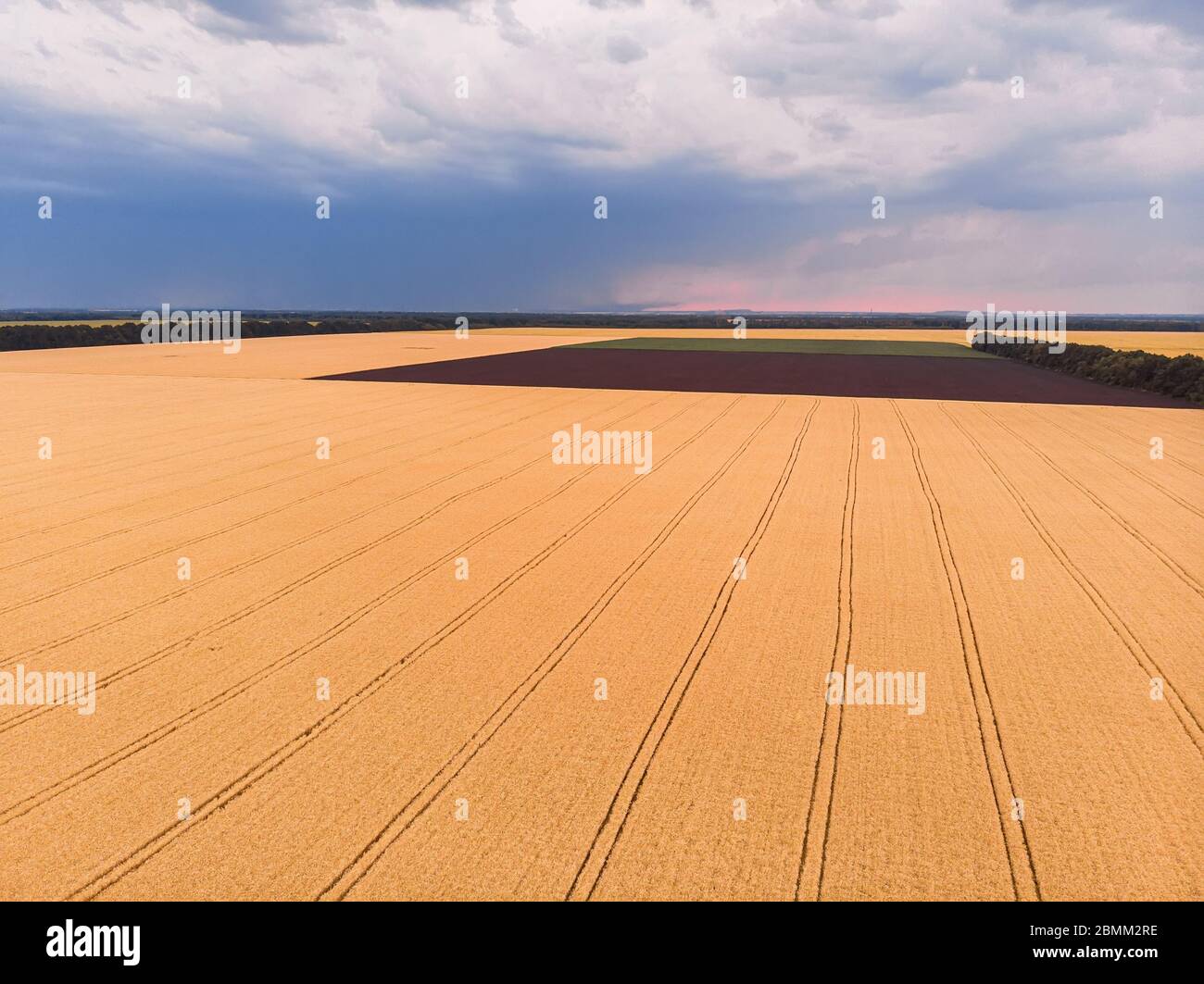 Aerial view of the wheat fields. Wheat fields from a height. Top down ...