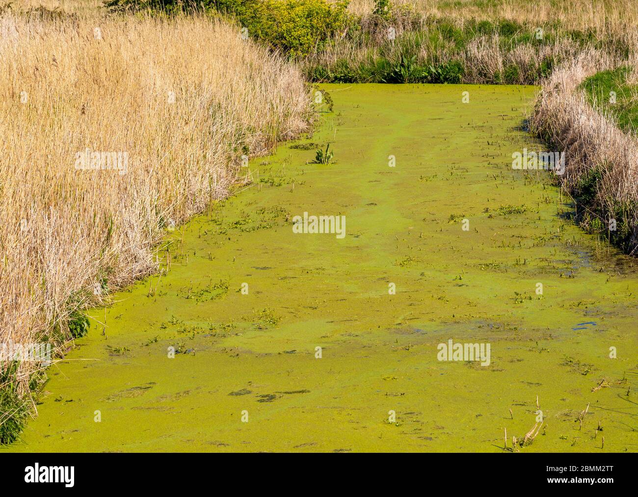 Surface pond weed caused by eutrophication of water in drainage ditch ...