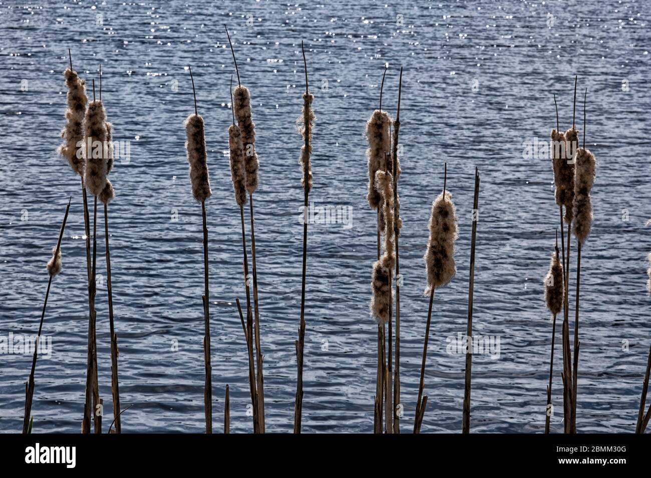 Cattails/bulrush (Typha latifolia) beside river. Closeup of blooming ...
