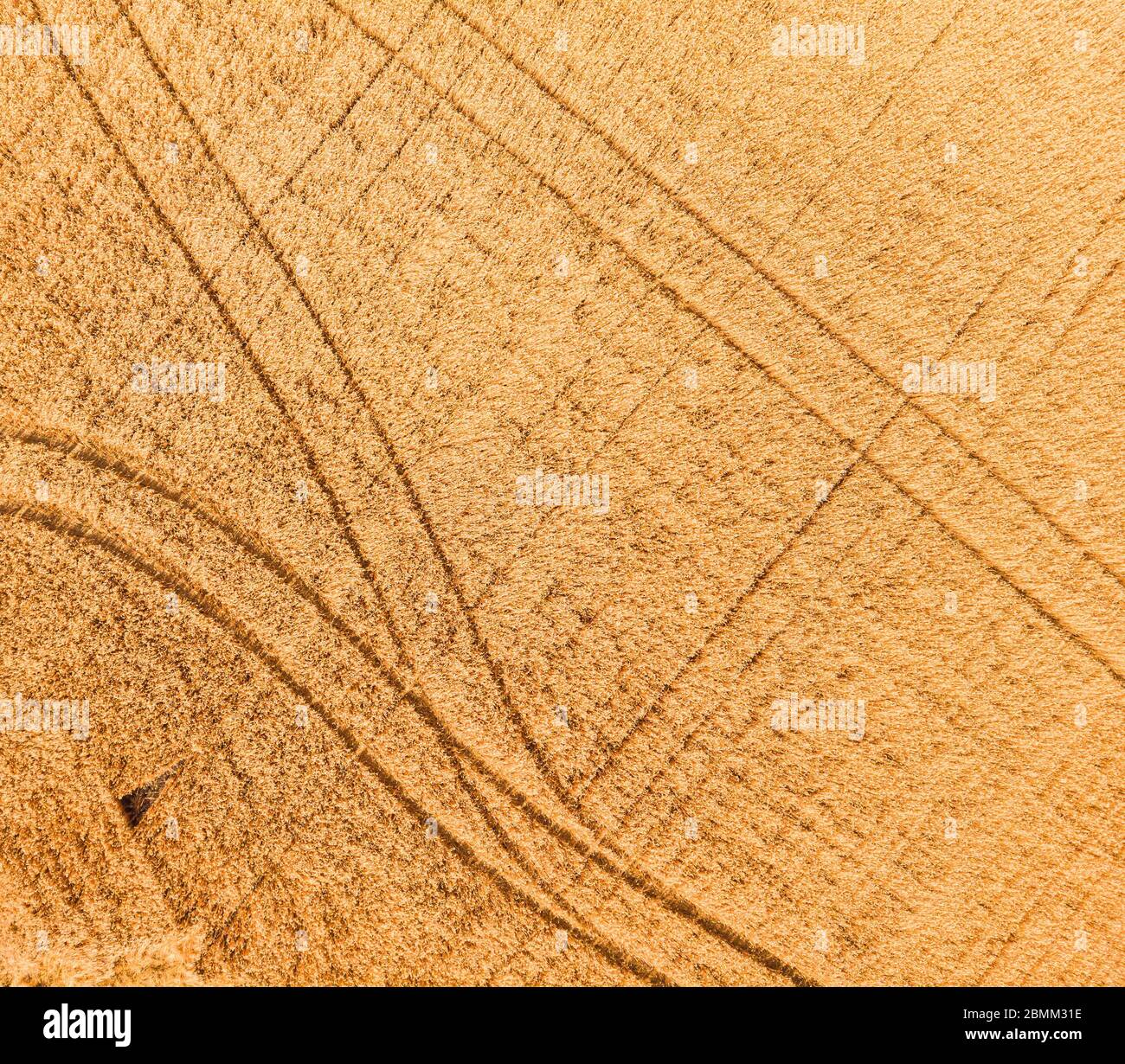 Aerial view of wheat field and tracks from tractor. Beautiful ...
