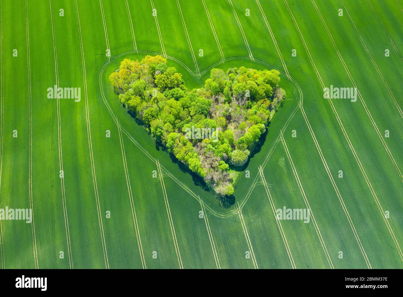 Aerial view of forest heart in the green fields. Natural Love Valentine ...