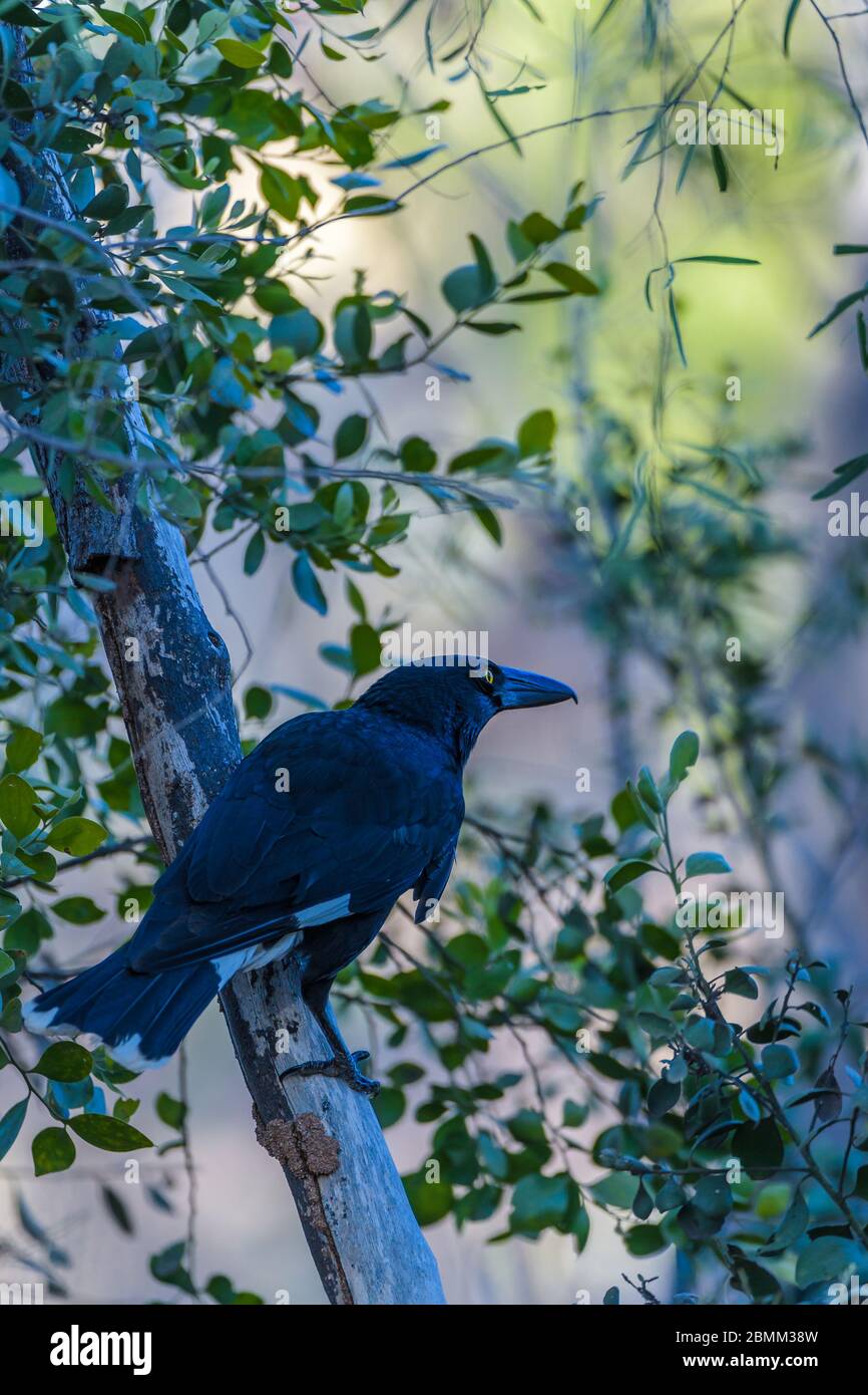 A mature pied currawong perched, on a tree limb on the edge of its ...