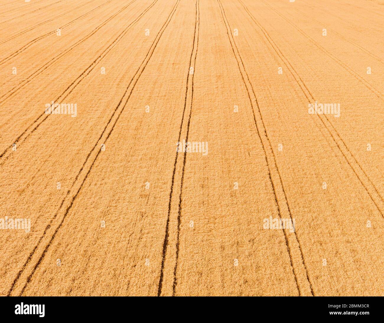 Aerial view of wheat field with tractor tracks. Beautiful agricultural ...