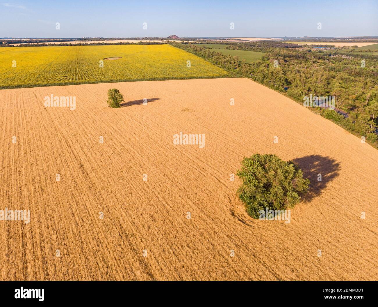 Aerial view of wheat field and tracks from tractor. Beautiful ...