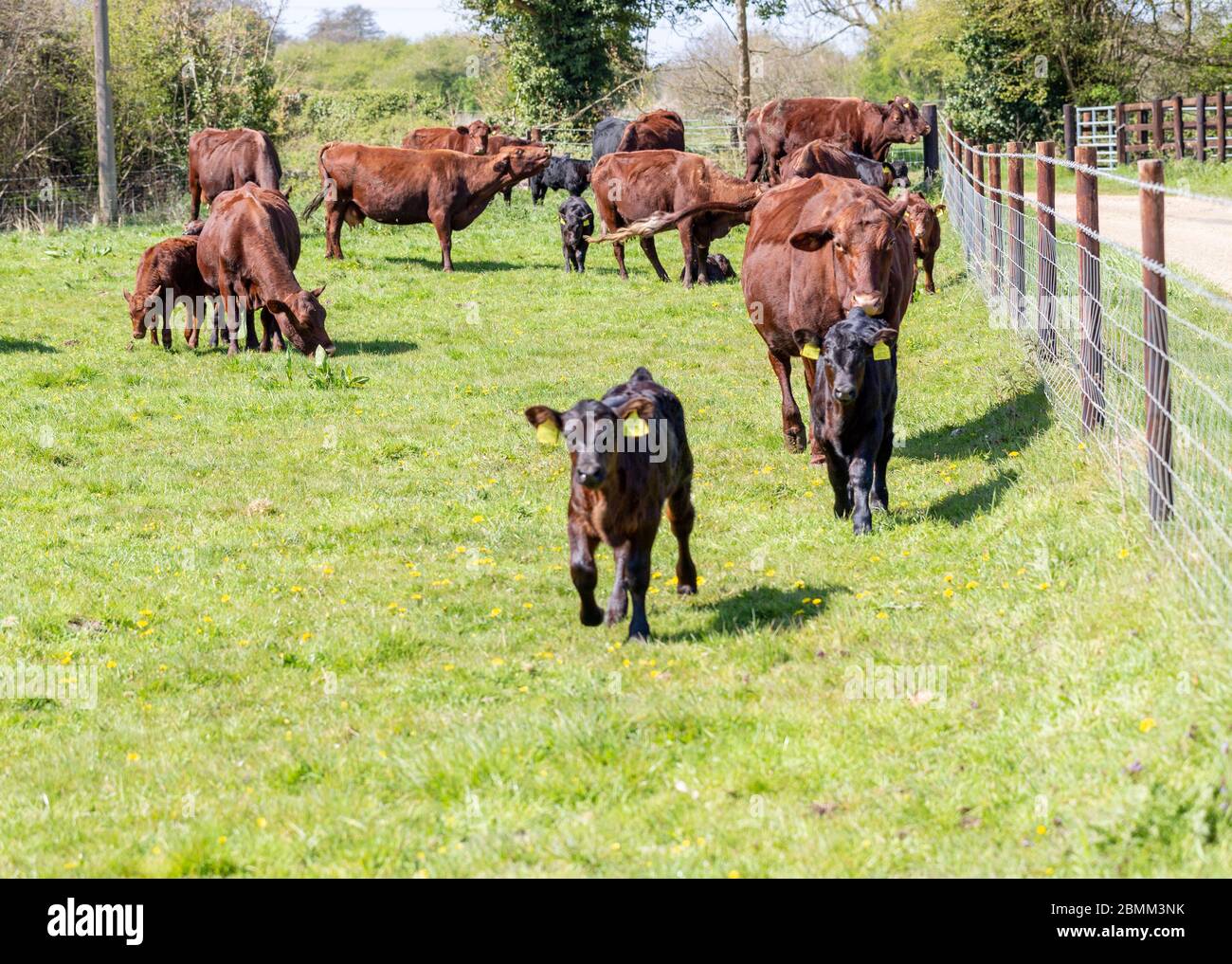 Red Poll Cattle Cow Calf High Resolution Stock Photography and Images ...