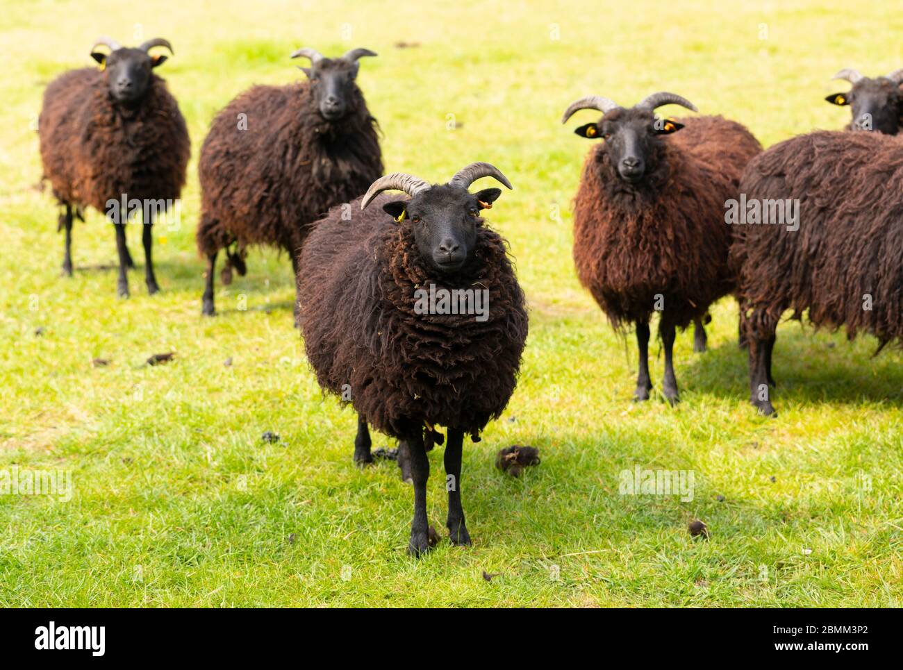 Horned wooly sheep hi-res stock photography and images - Alamy