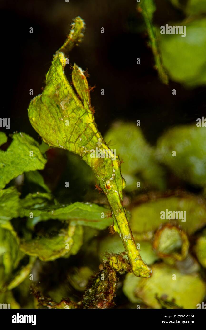 Reef pipefish hi-res stock photography and images - Alamy