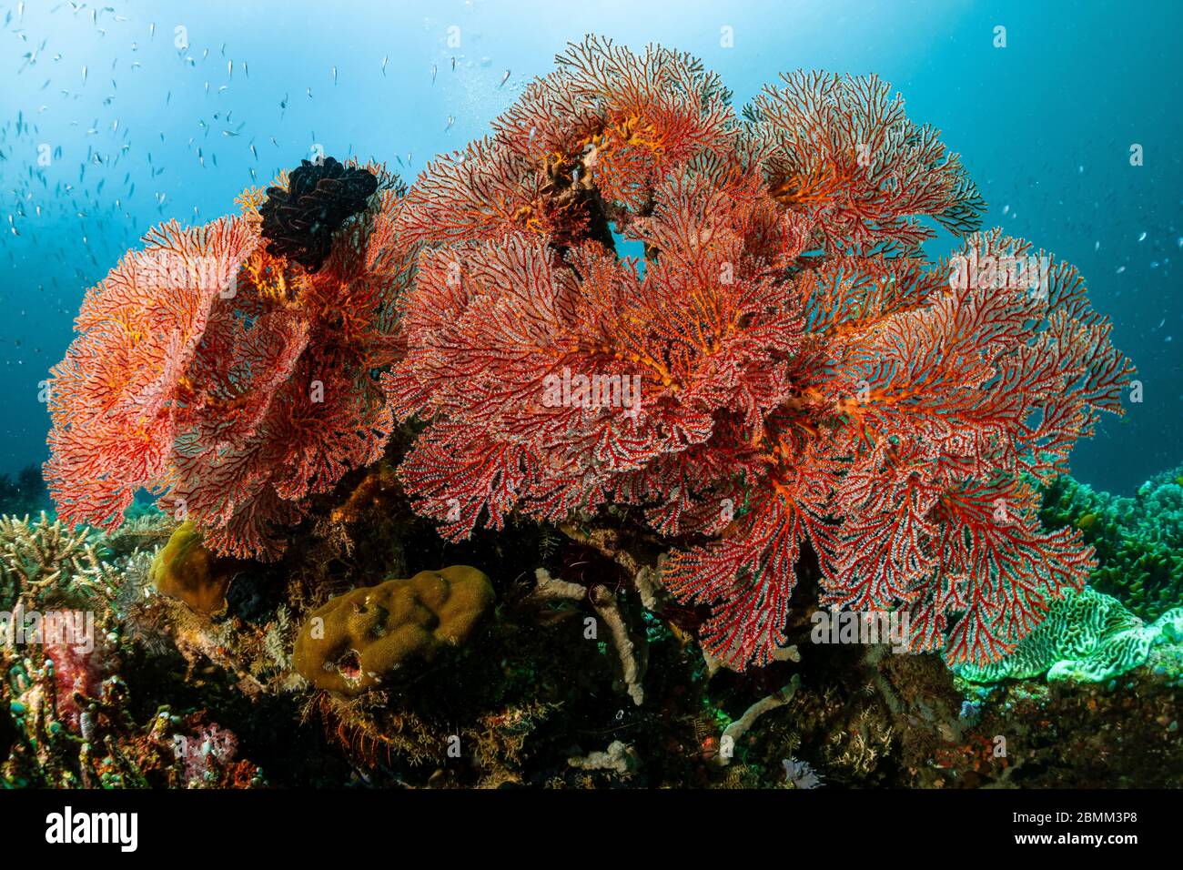 Gorgonian soft coral gorgonacea hi-res stock photography and images - Alamy