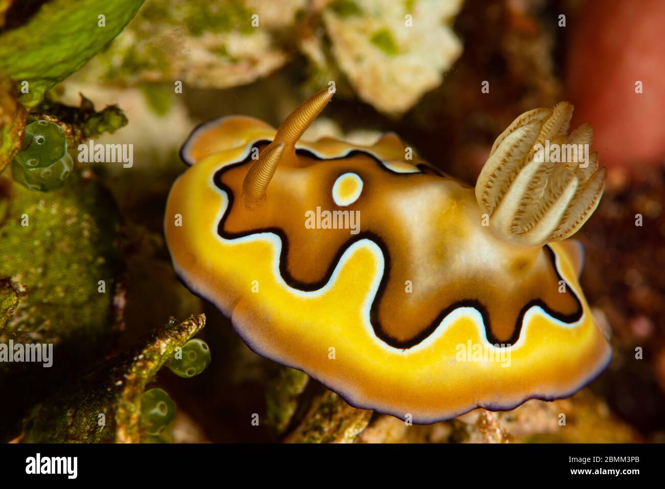 Nudibranch chromodoris coi hi-res stock photography and images - Alamy