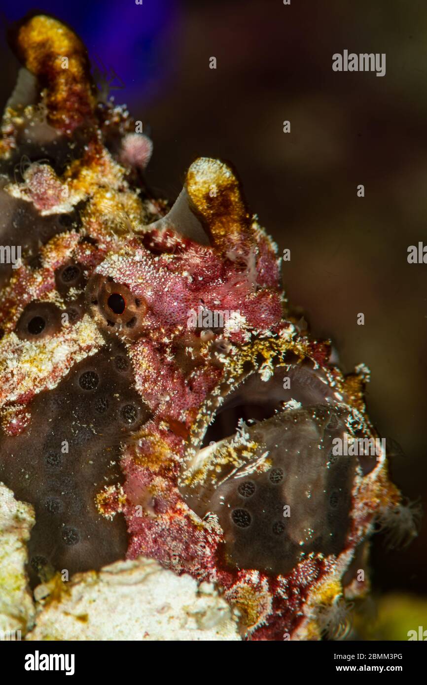 Head of coral hi-res stock photography and images - Alamy