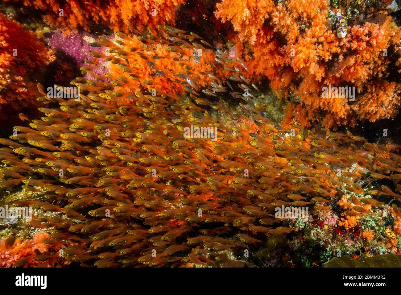 Golden sweeper hi-res stock photography and images - Alamy