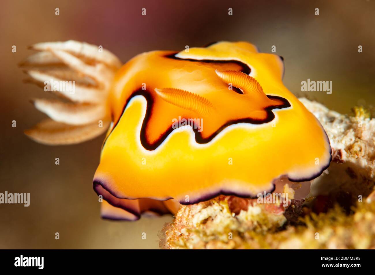 Chromodoris coi hi-res stock photography and images - Alamy