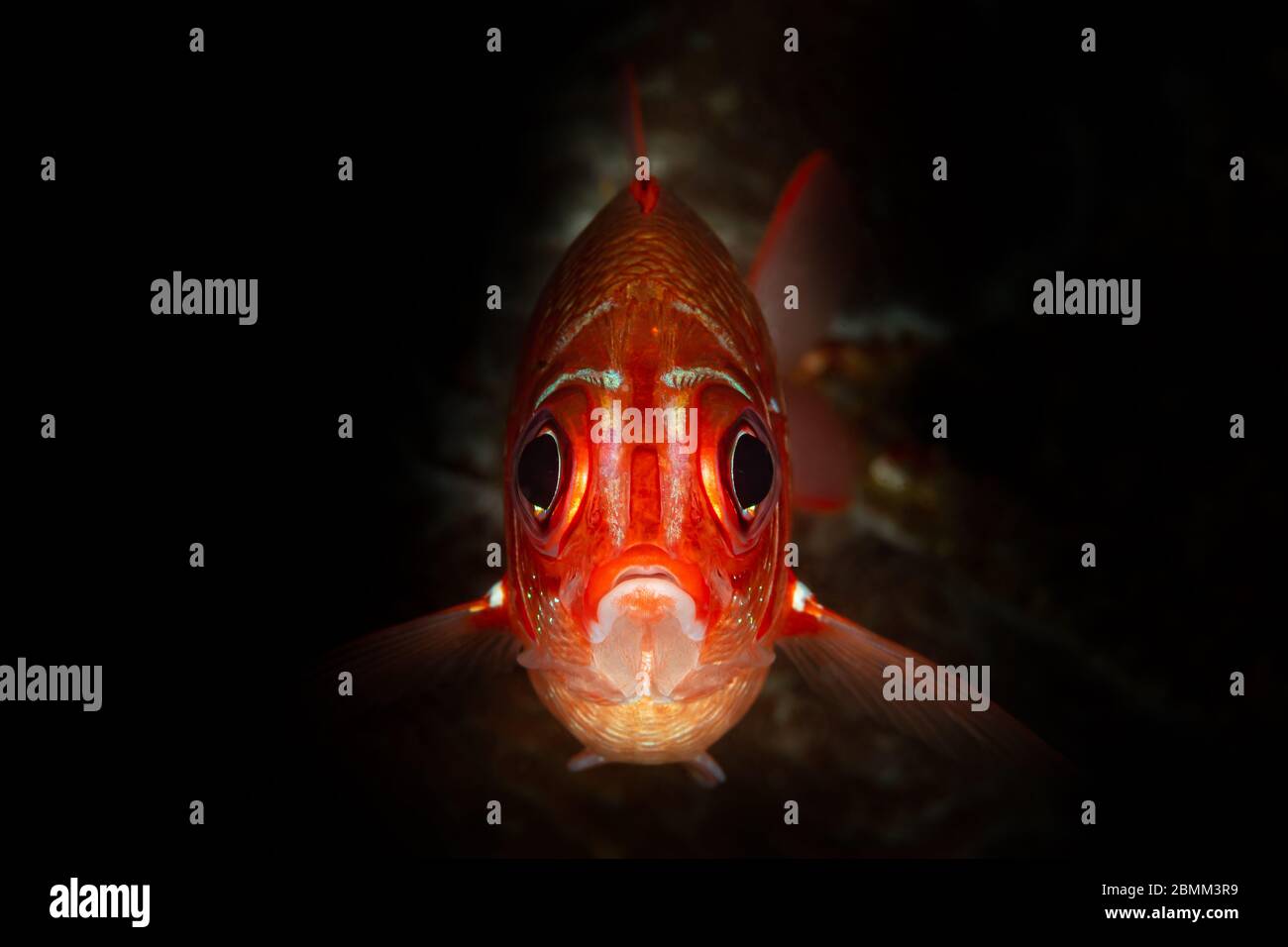 Myripristis Robusta High Resolution Stock Photography and Images - Alamy