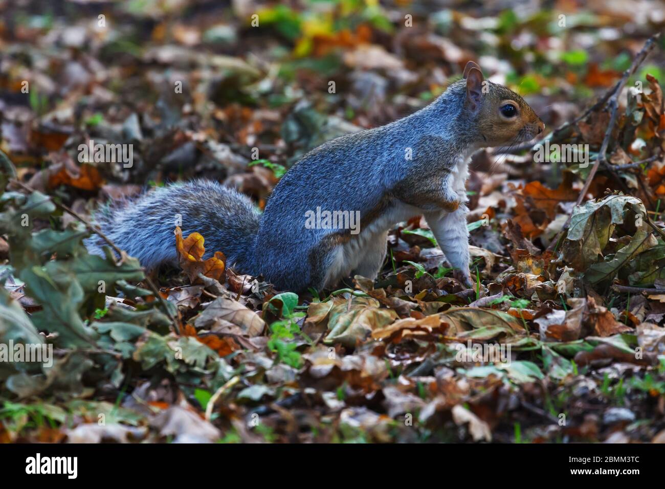 Amputee animal hi-res stock photography and images - Alamy