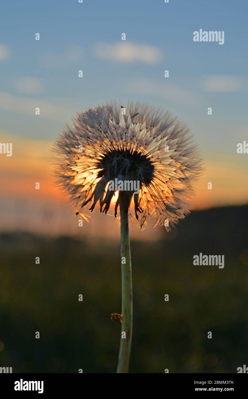Dandelion illuminated at sunrise, Borras, Wrexham Stock Photo - Alamy