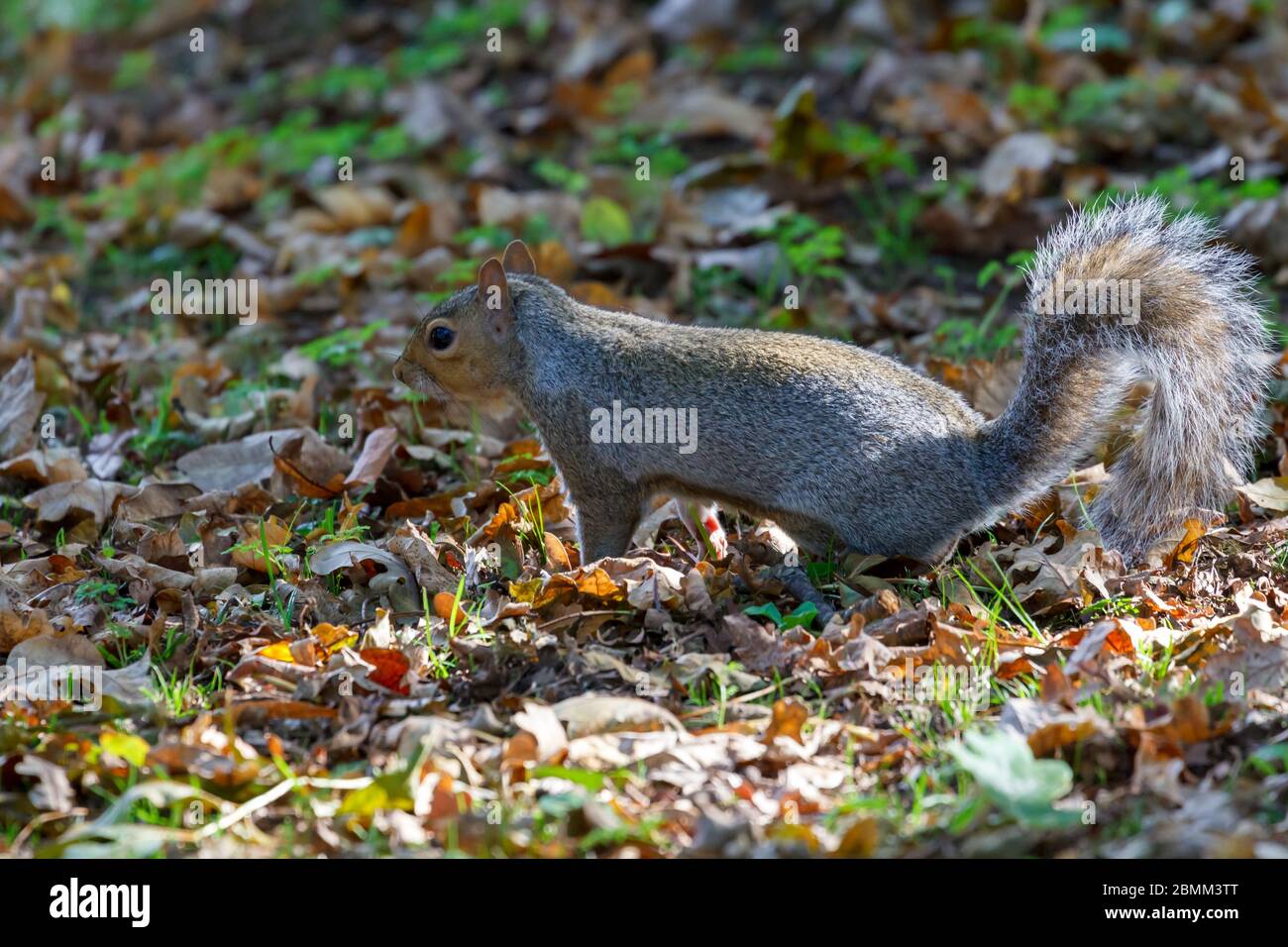 Common blight hi-res stock photography and images - Alamy