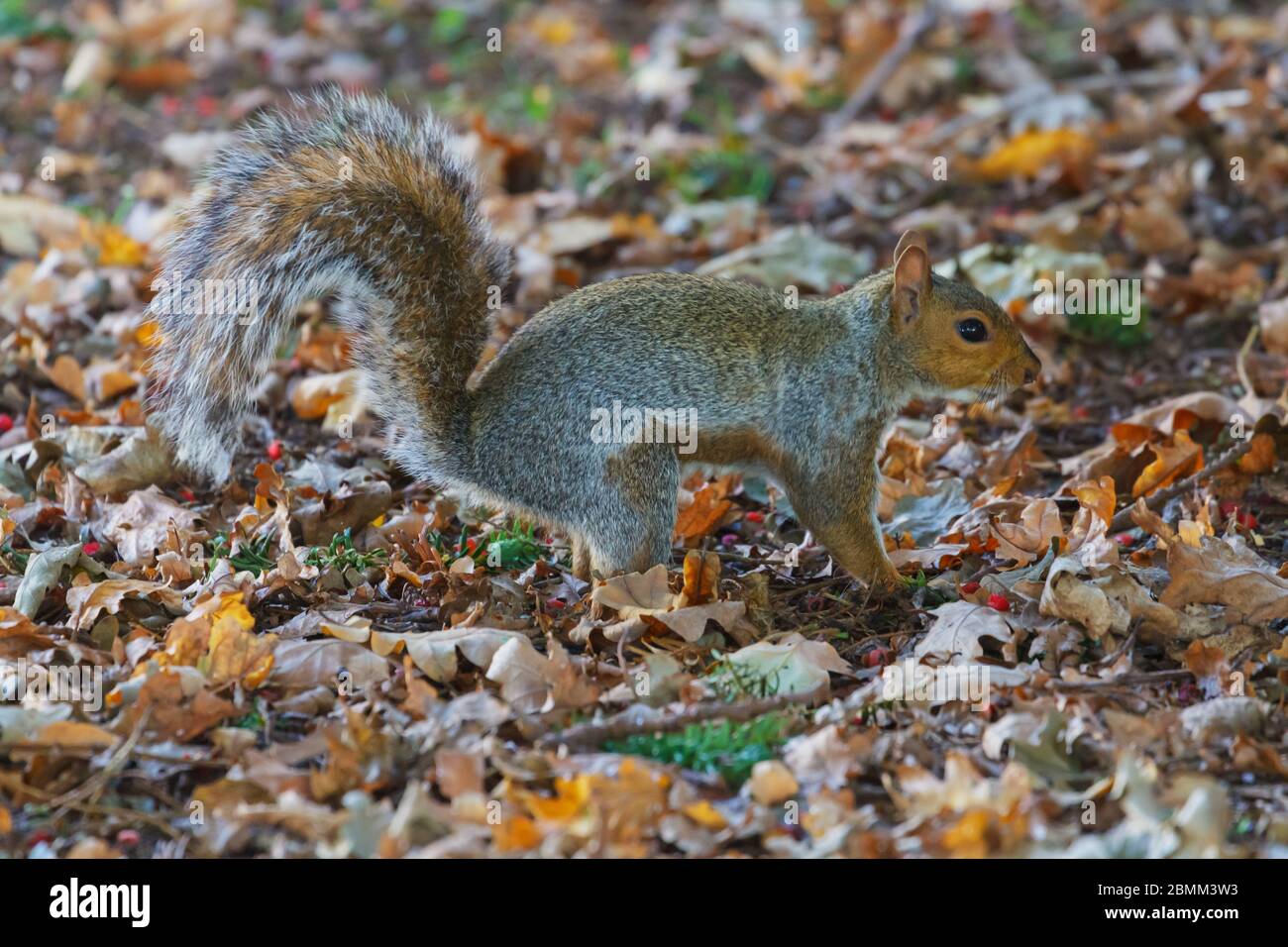 Grey ground squirrel hi-res stock photography and images - Alamy