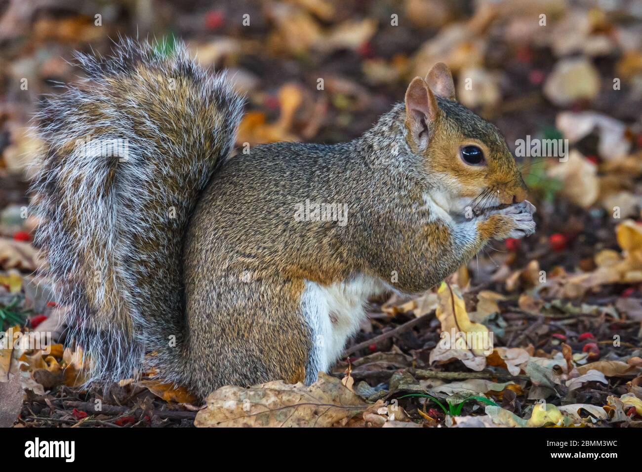 Grey ground squirrel hi-res stock photography and images - Alamy