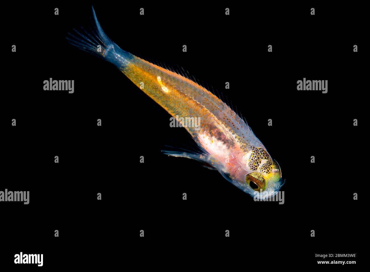 Young reef fish hi-res stock photography and images - Alamy