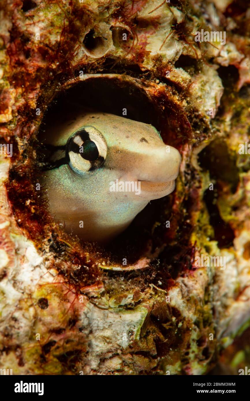 False cleanerfish hi-res stock photography and images - Alamy