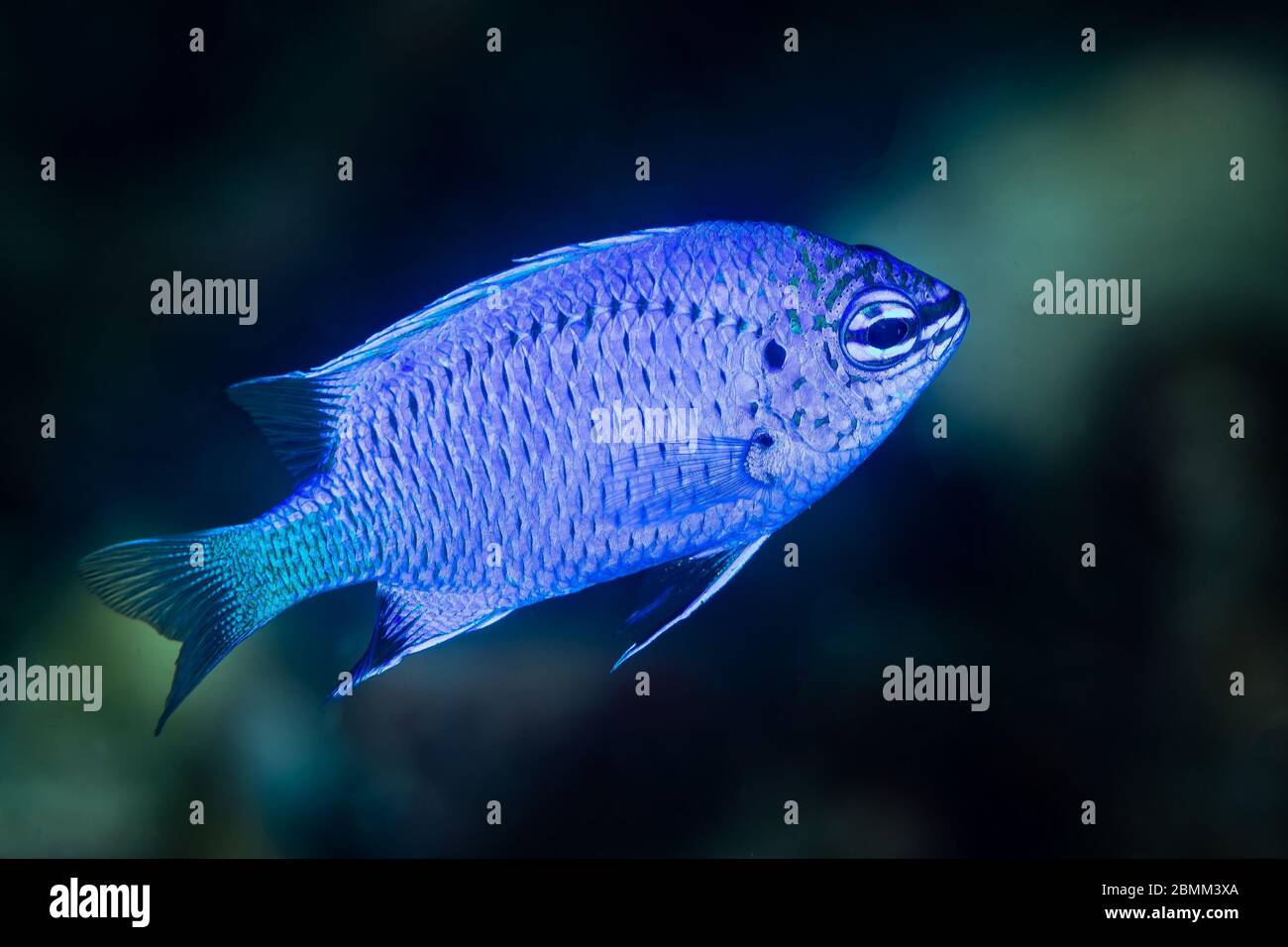 Electric blue damselfish hi-res stock photography and images - Alamy