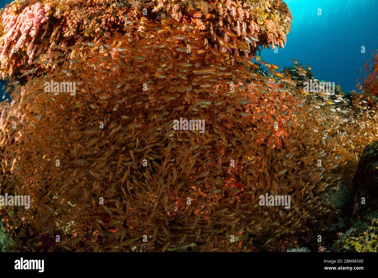 Ambassis hi-res stock photography and images - Alamy