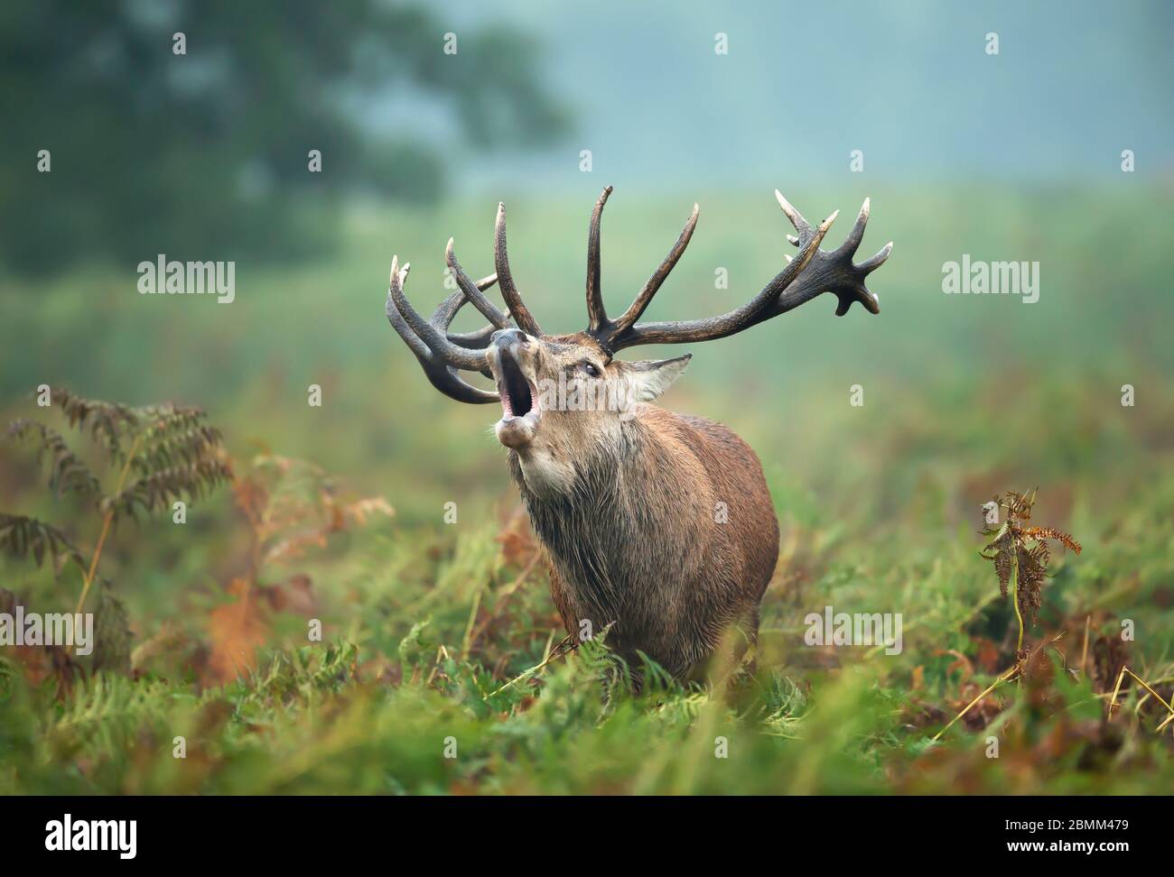 Close-up of red deer stag calling during rutting season in autumn, UK ...