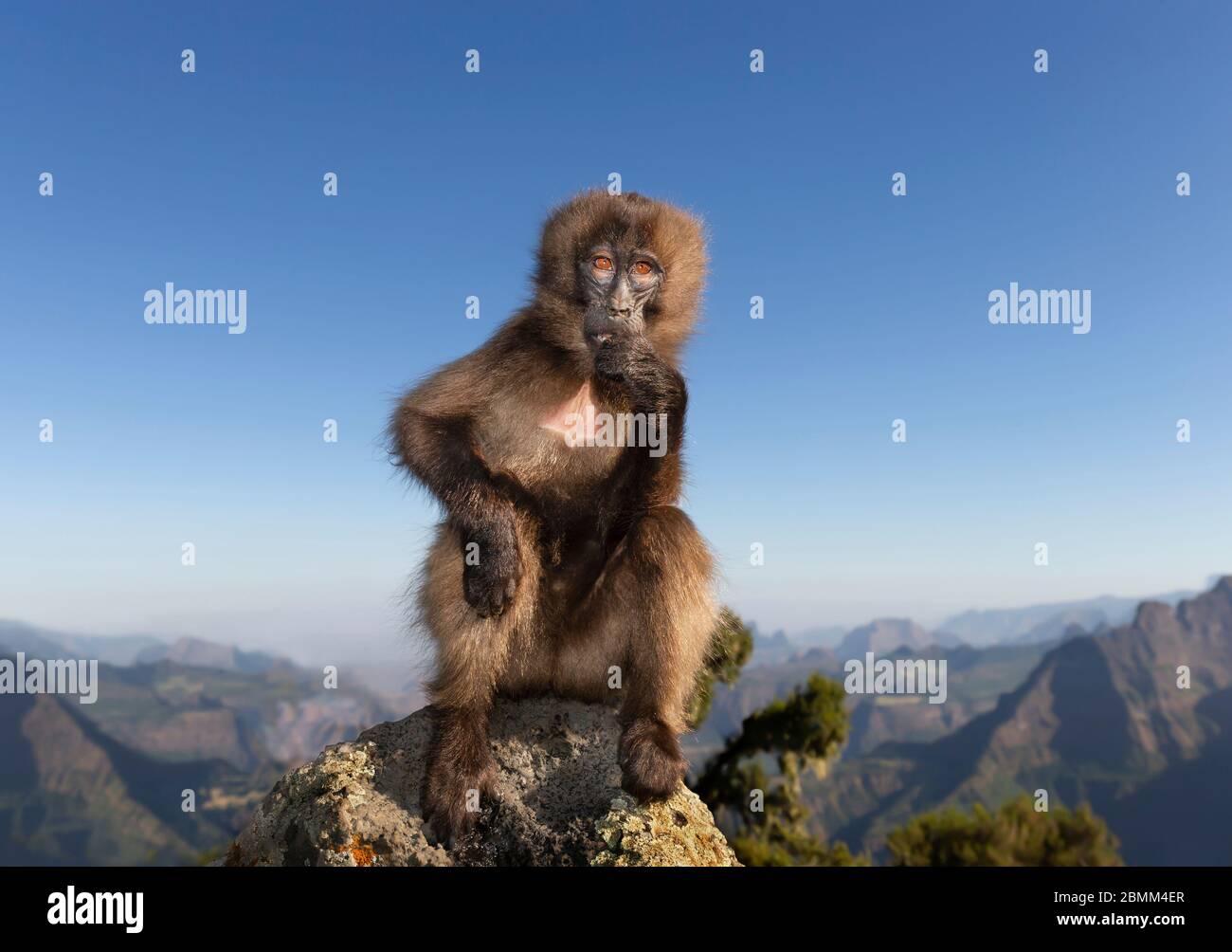Female blue mountains hi-res stock photography and images - Alamy