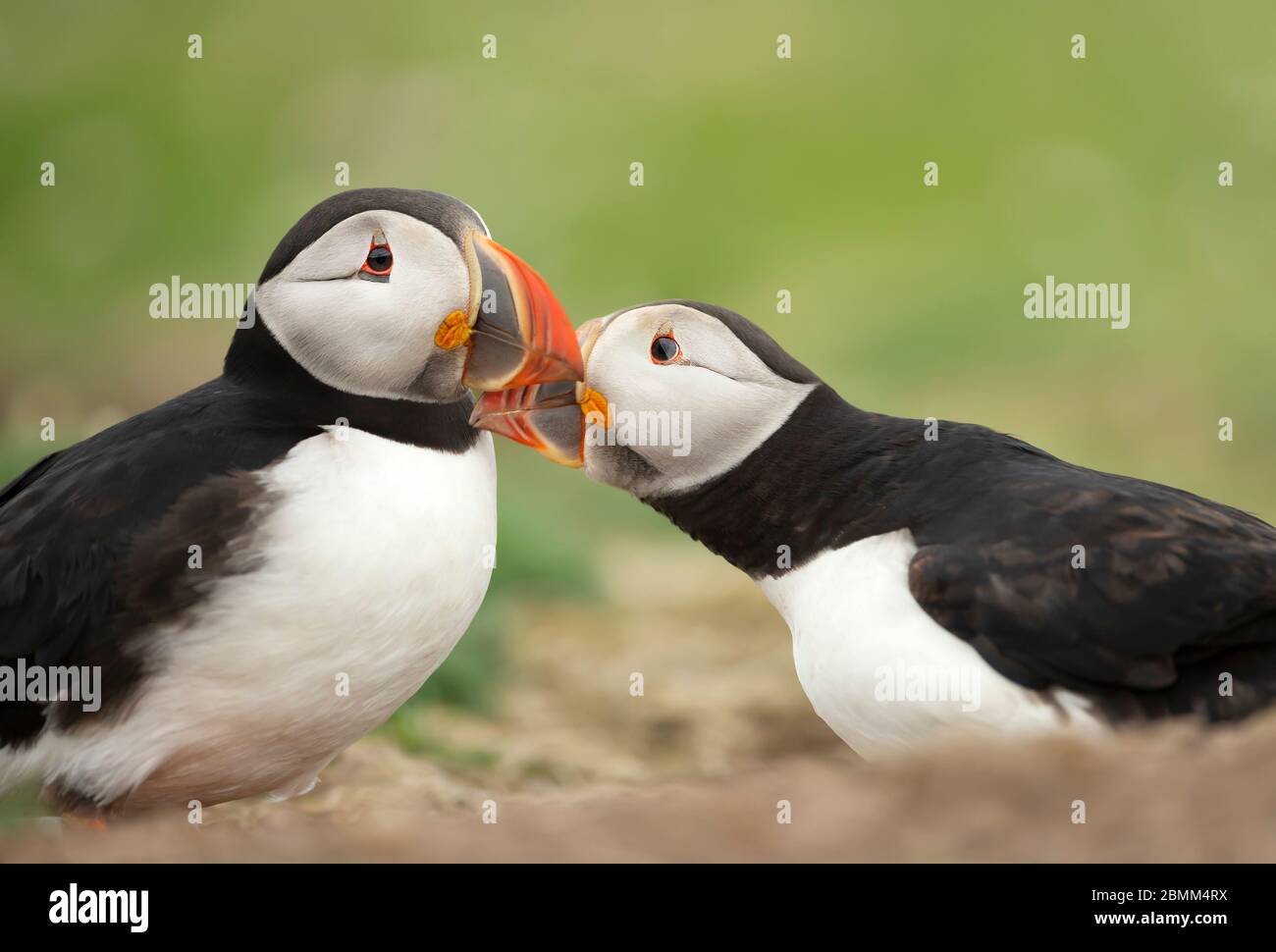 Atlantic puffin nest burrow hi-res stock photography and images - Alamy