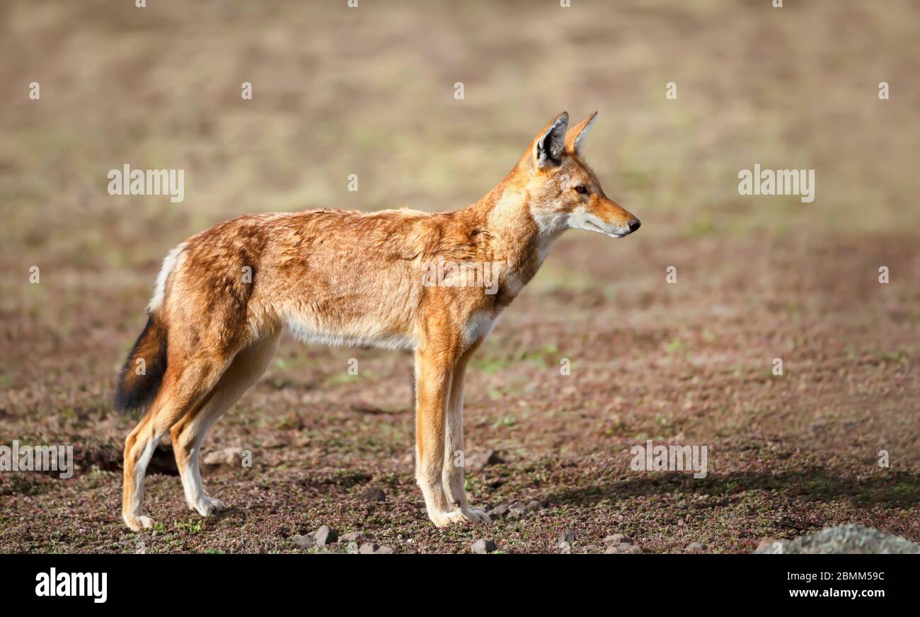 Close up of a rare and endangered Ethiopian wolf (Canis simensis) in ...