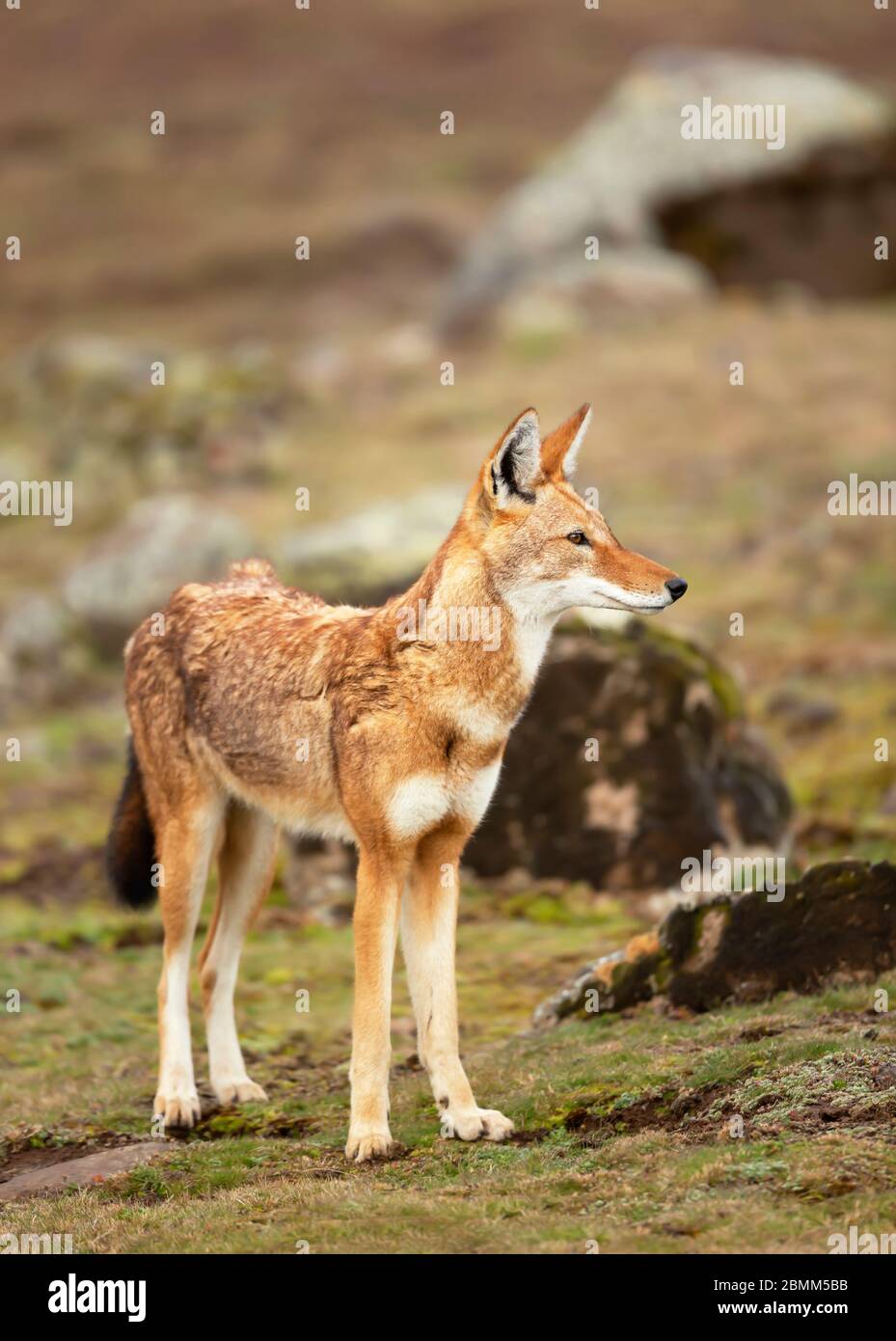 Close up of a rare and endangered Ethiopian wolf (Canis simensis) in ...