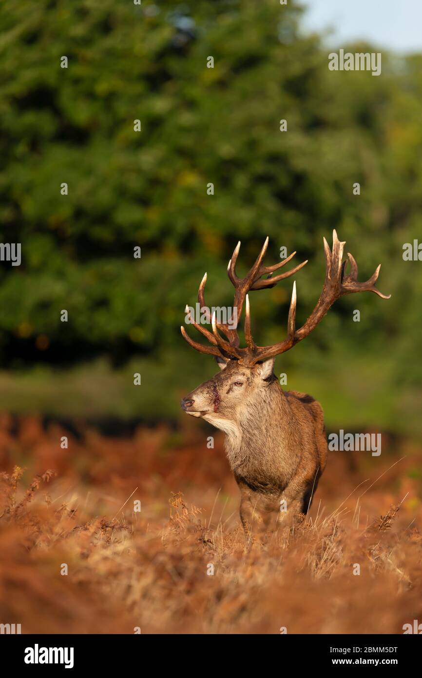 Wounded deer hi-res stock photography and images - Alamy