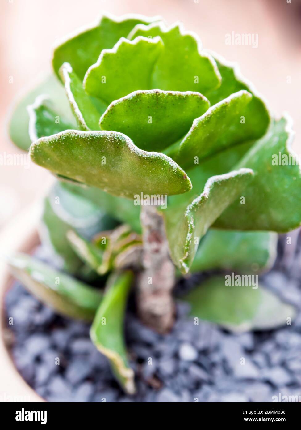 Crinkle leaf hi-res stock photography and images - Alamy