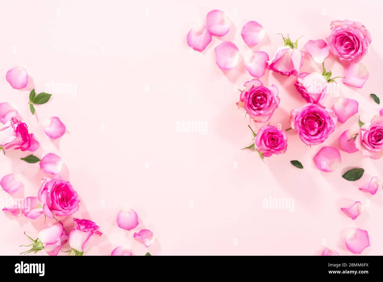Flat lay. Pink roses and rose petals on a pink background Stock Photo ...