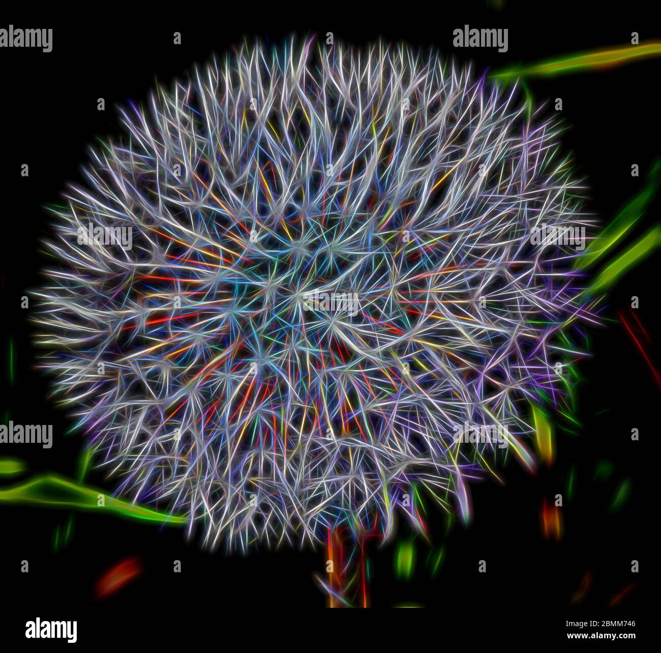 Dandelion flower illustration hi-res stock photography and images - Alamy