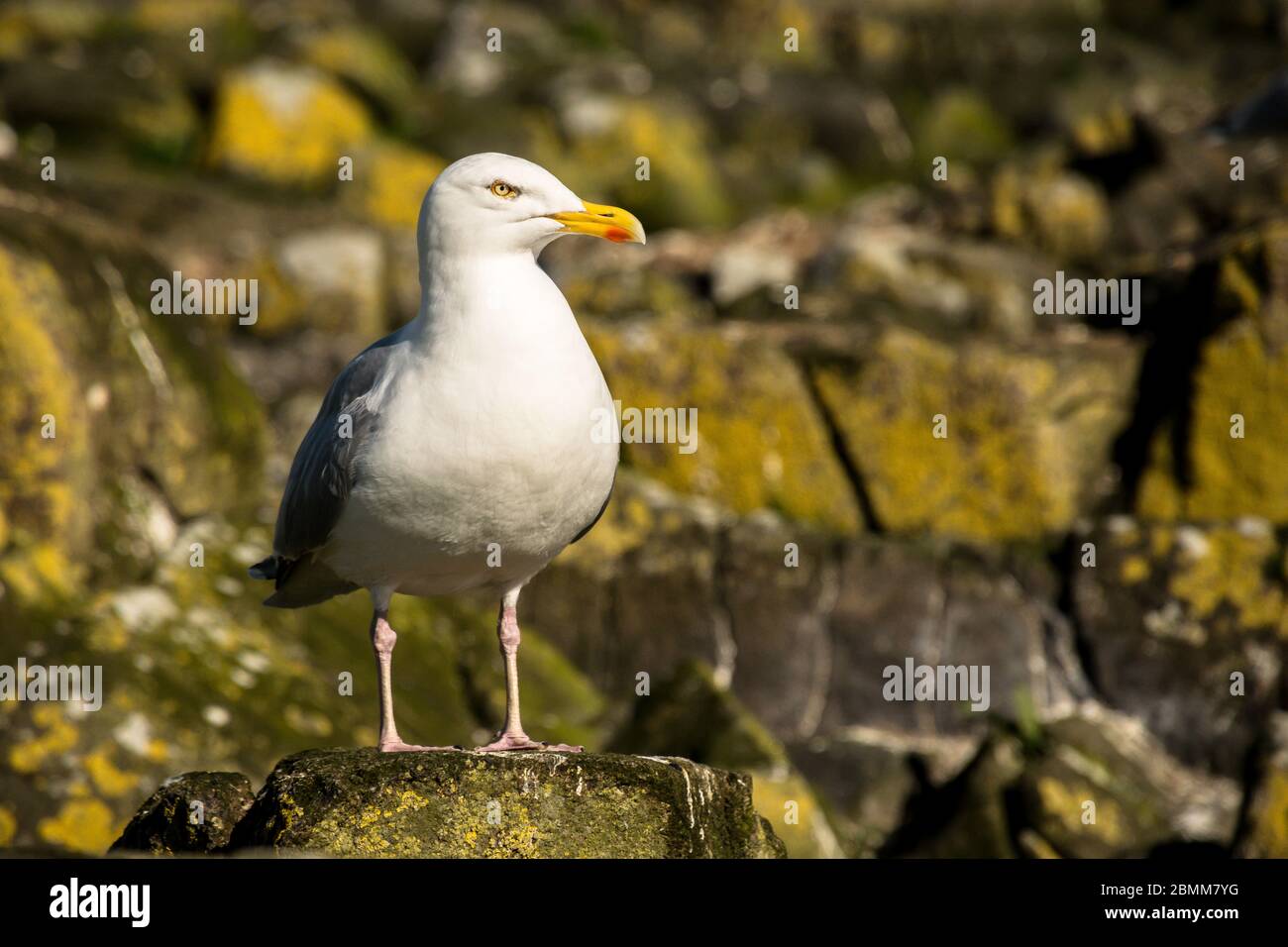 Chip theif hi-res stock photography and images - Alamy