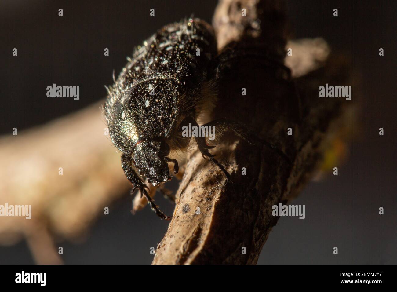 Subfamily cetoniinae hi-res stock photography and images - Alamy
