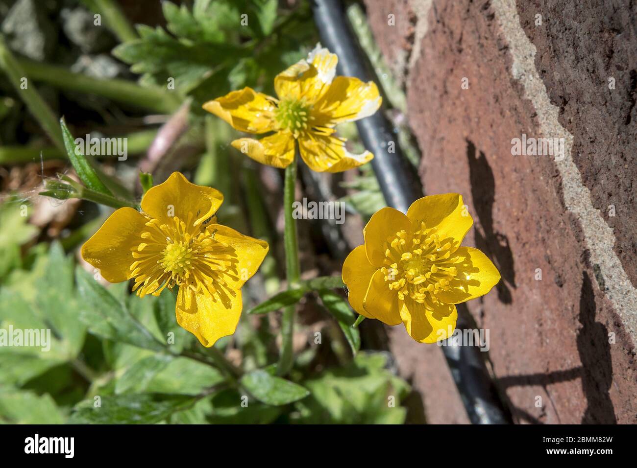 Ranunculus repens, Creeping Buttercup.It is also called creeping ...