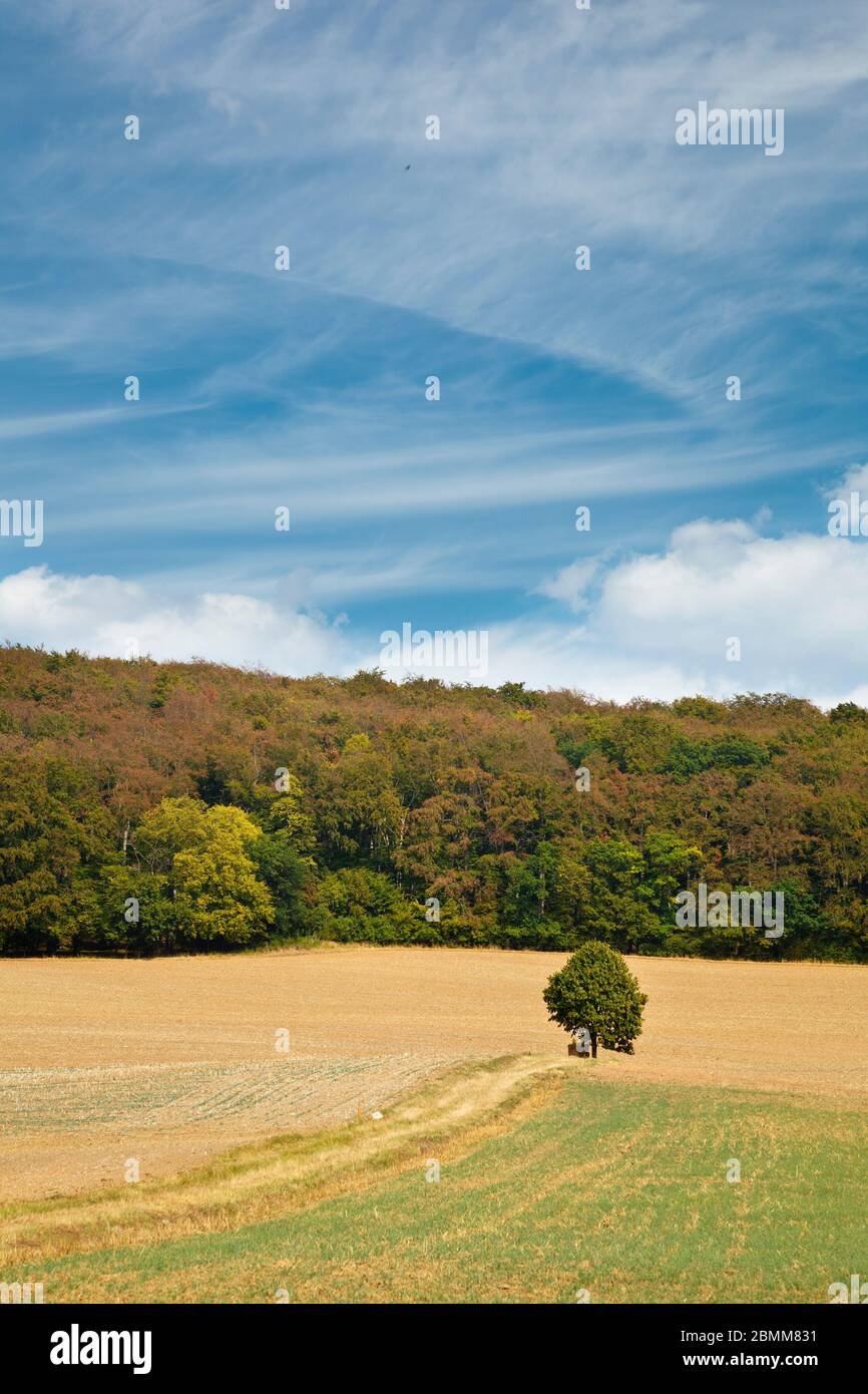 Fields, a forest and a single tree under blue sky with slight clouds ...