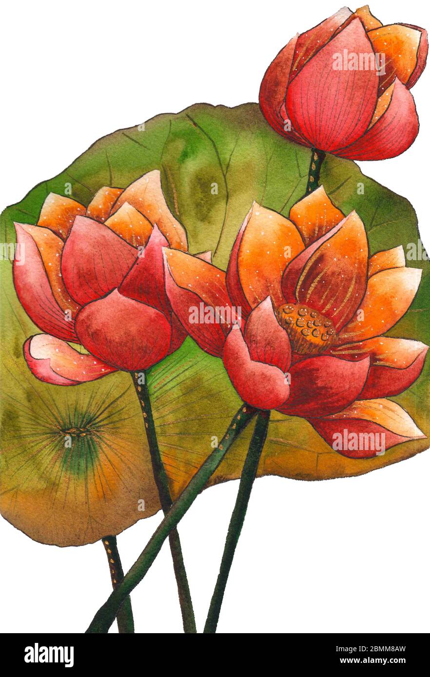 Watercolor lotus flower illustration hi-res stock photography and ...