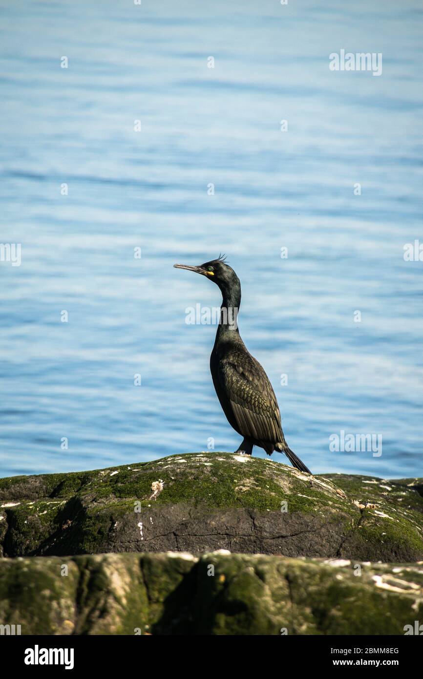 A European shag in breeding plumage standing alone on a rock by the sea ...