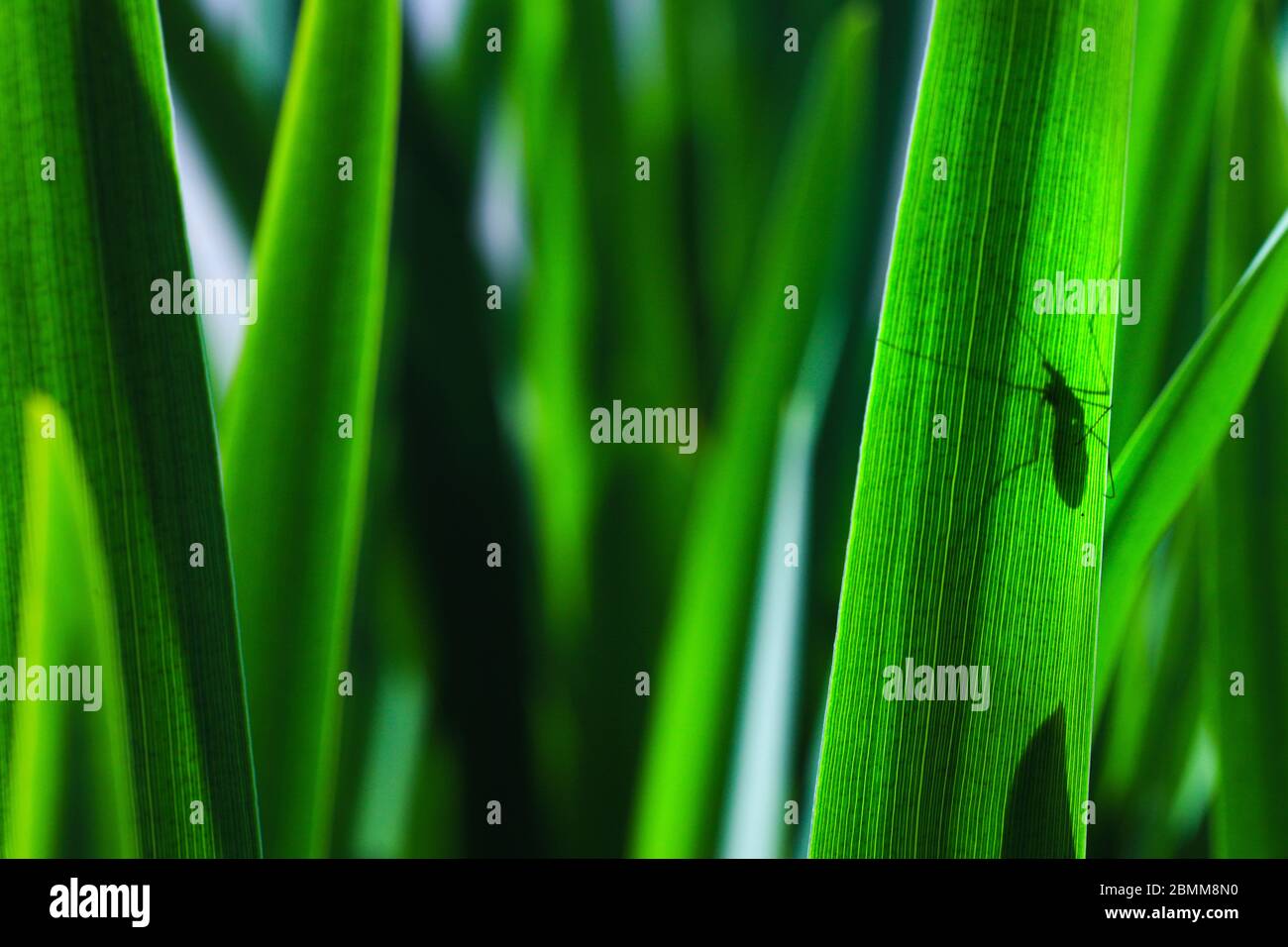 Hiding in the leaves hi-res stock photography and images - Alamy