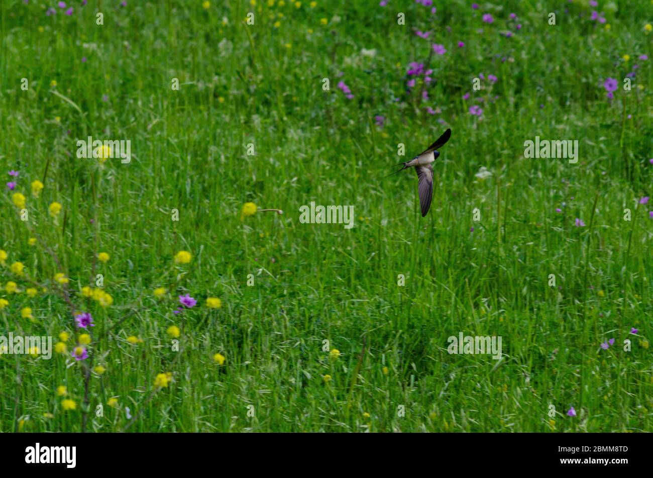 Barn swallow flight hi-res stock photography and images - Alamy